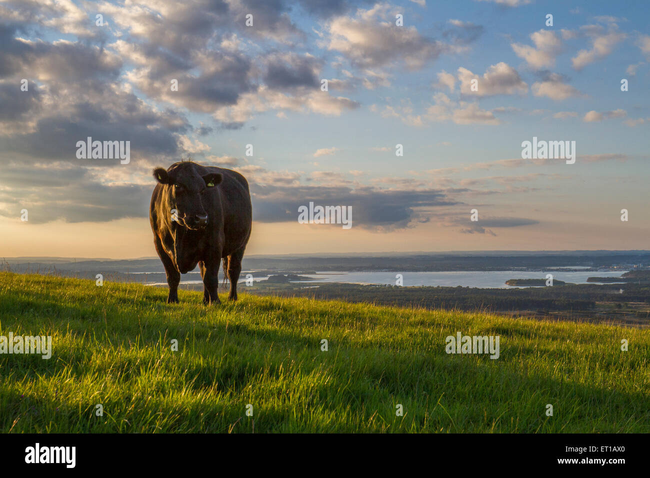 Cow Bay Stock Photos & Cow Bay Stock Images - Alamy