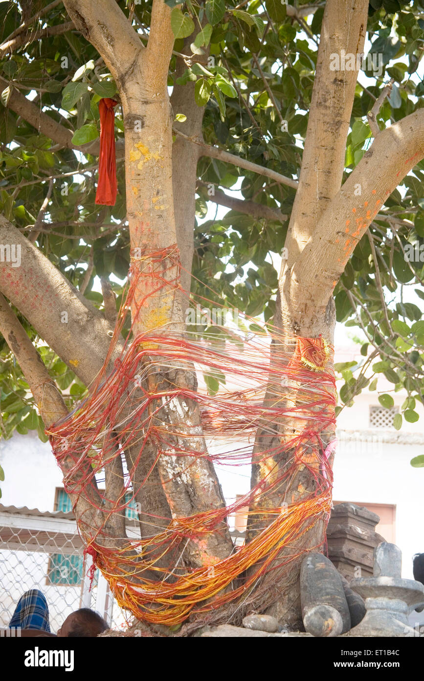 Tree worship ; Colourful threads around the trunk of Banyan tree ...