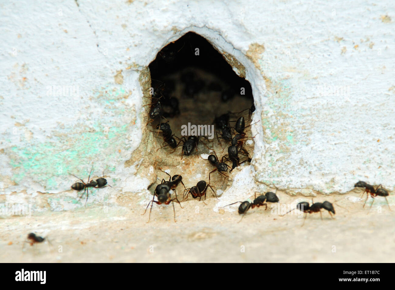 Photo of ants hi-res stock photography and images - Alamy