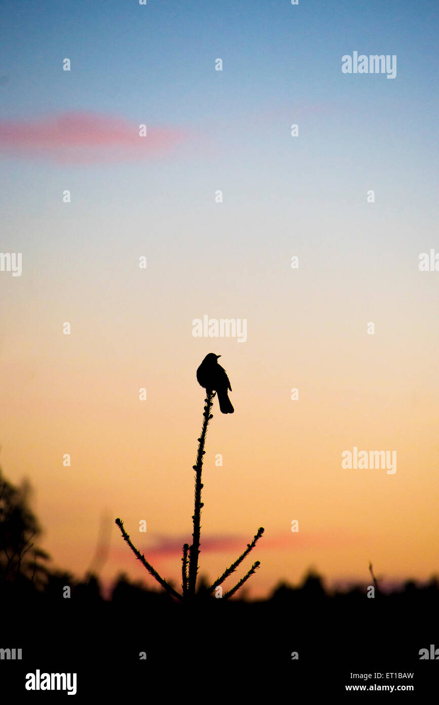 Blackbird in silhouette hi-res stock photography and images - Alamy