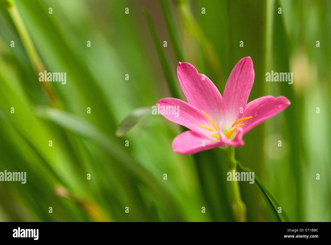 Lily pictures hi-res stock photography and images - Alamy