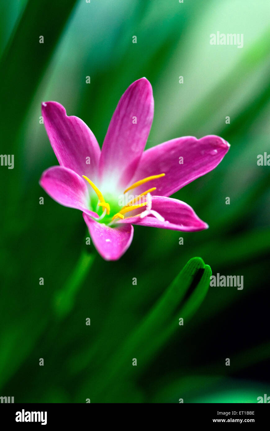Lily pictures hi-res stock photography and images - Alamy