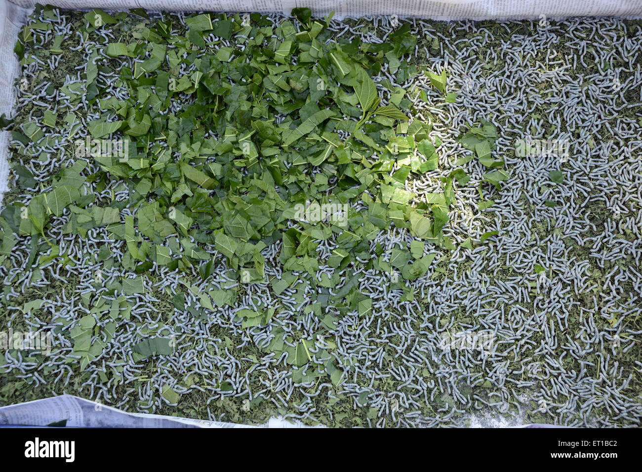 Sericulture hi-res stock photography and images - Alamy