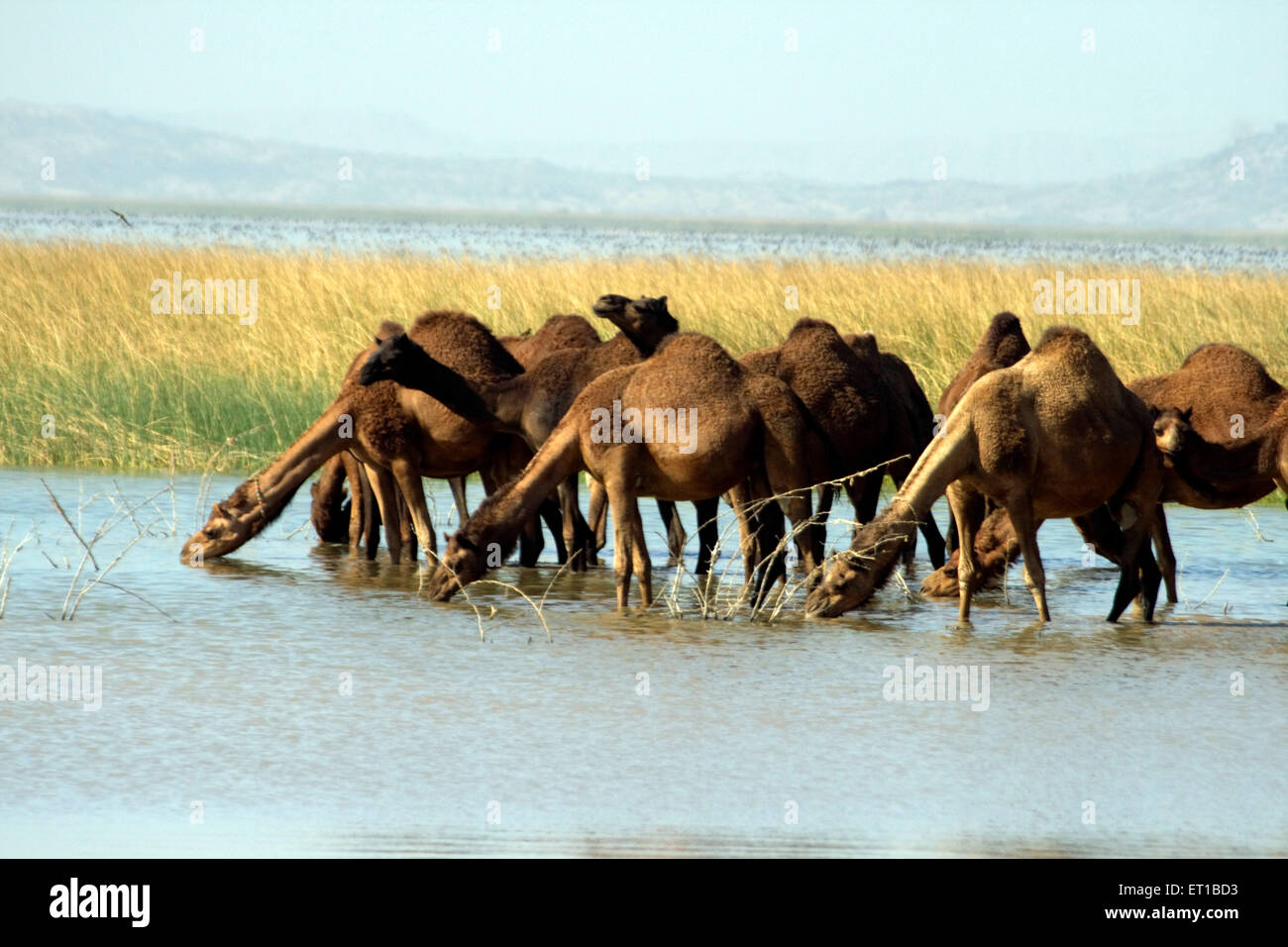 Camels drinking water ; Charidand ; Rann of Kutch ; Kutch ; Gujarat ...