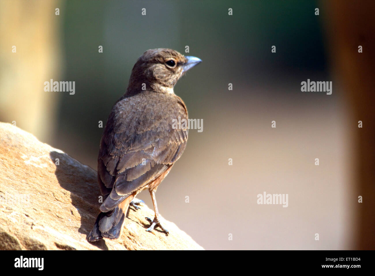 Rufus tailed lark hi-res stock photography and images - Alamy