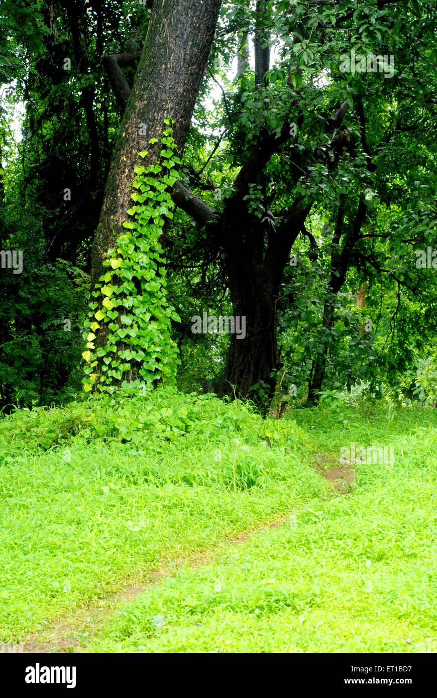 Jungle Creepers Trees High Resolution Stock Photography and Images - Alamy