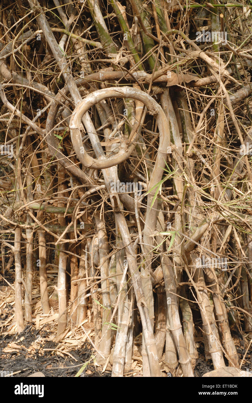 Tree bamboo at Sanjay Gandhi National Park ; Borivali ; Bombay ; Mumbai ...