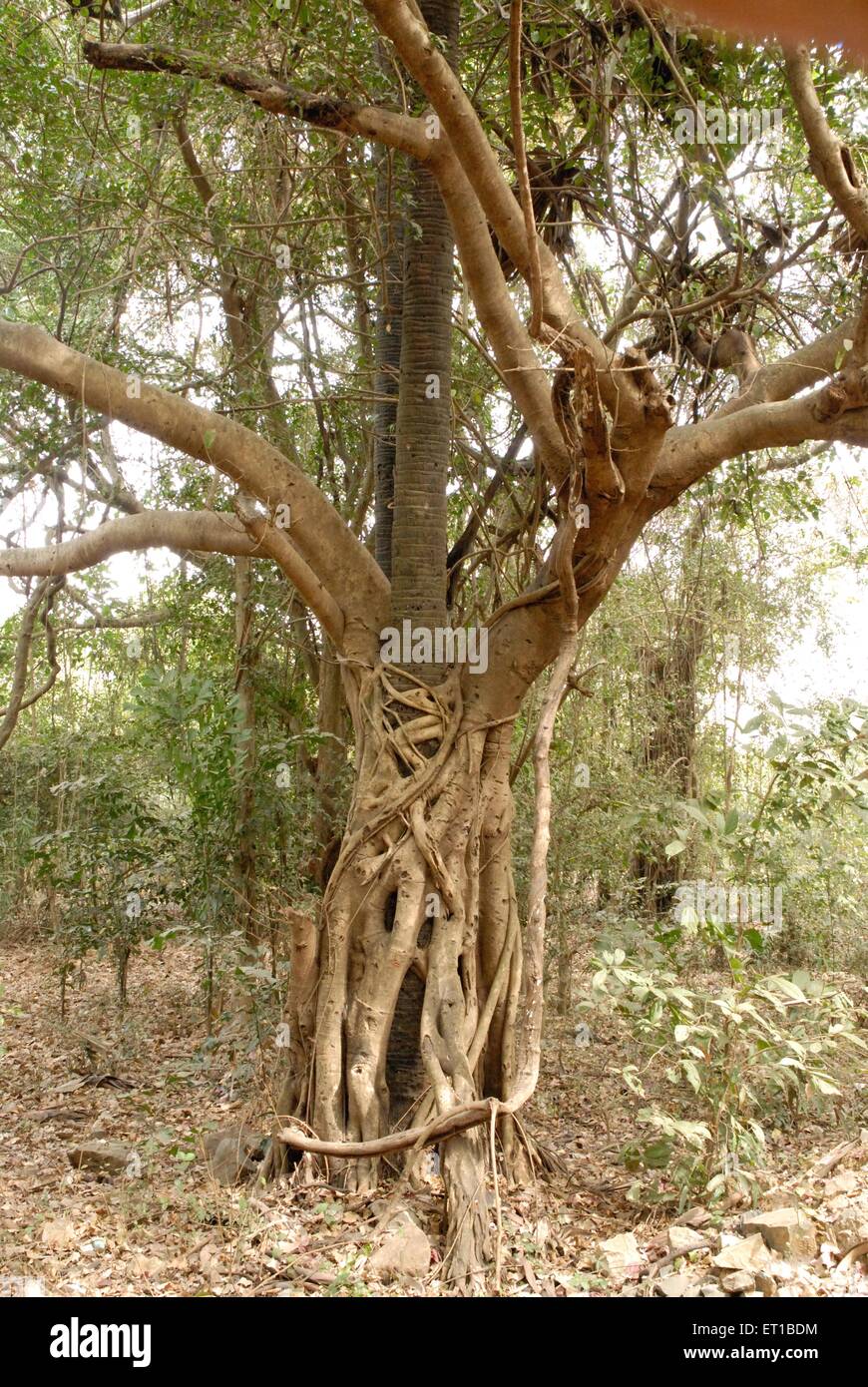 Indian national tree hi-res stock photography and images - Alamy