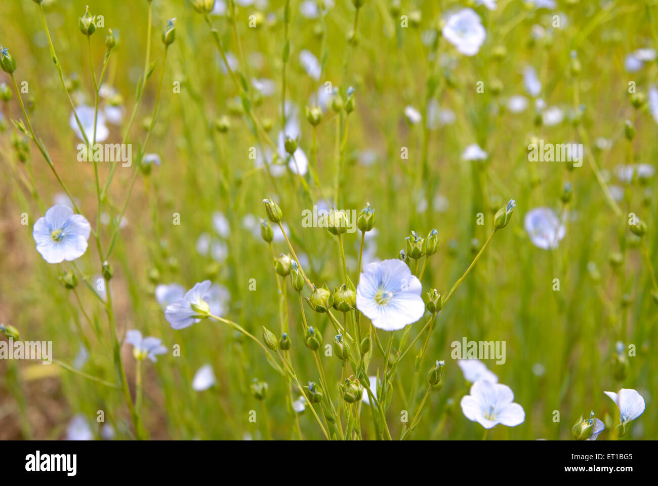 Blue flowering flax on farm field in The Netherlands Stock Photo - Alamy