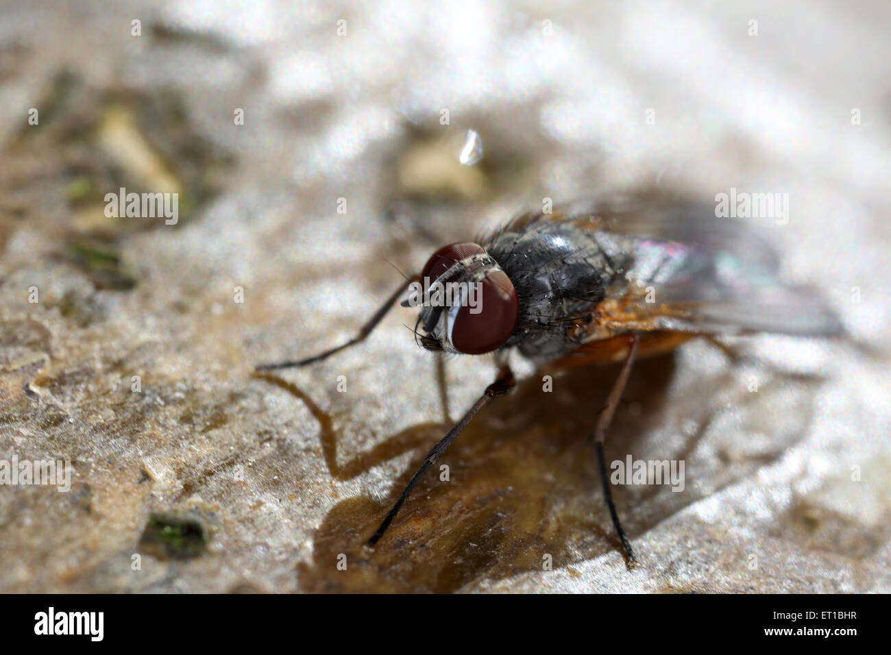 Cabbage root fly hi-res stock photography and images - Alamy