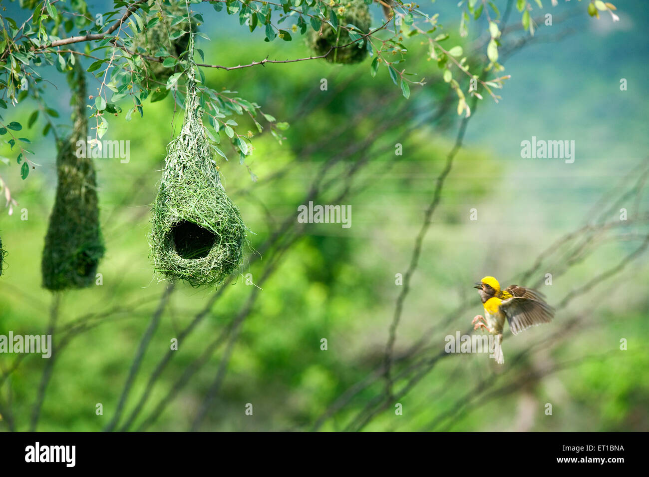 Baya weaver flying for nesting ; India Stock Photo - Alamy