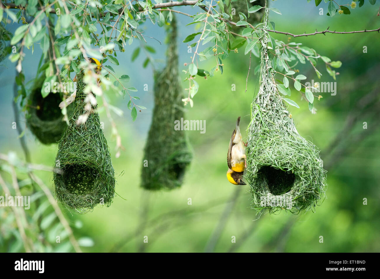 Baya weaver bird nest, Ploceus philippinus, weaver, weaverbird, weaver finch, bishop Stock Photo ...