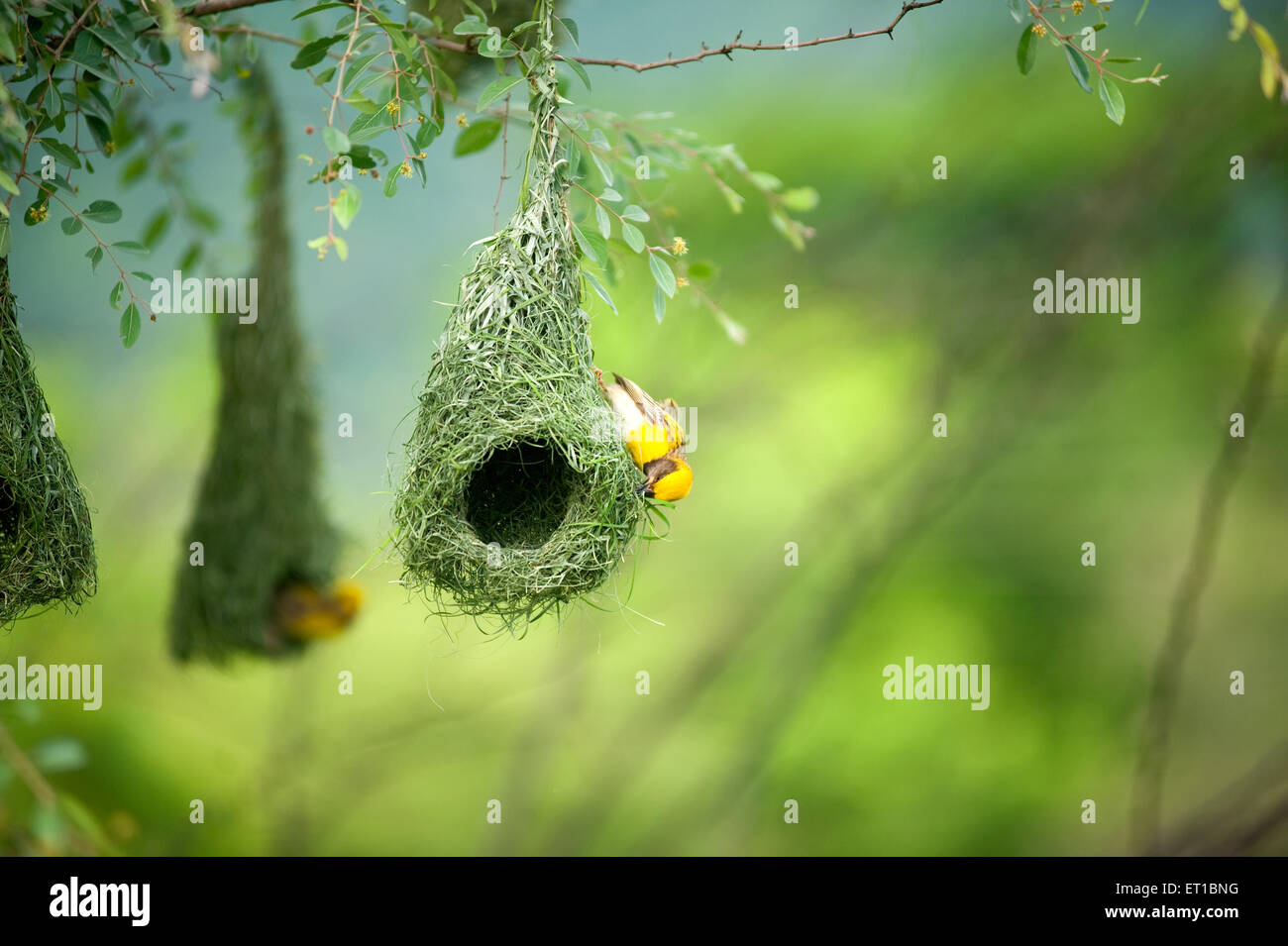 Baya weaver flying for nesting ; India Stock Photo - Alamy