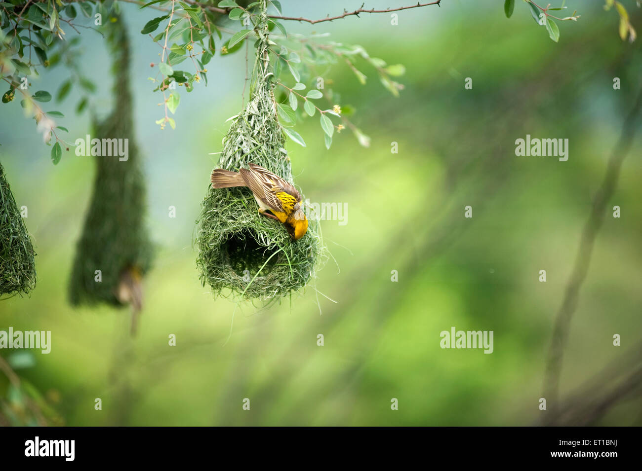 Baya weaver flying for nesting ; India Stock Photo - Alamy