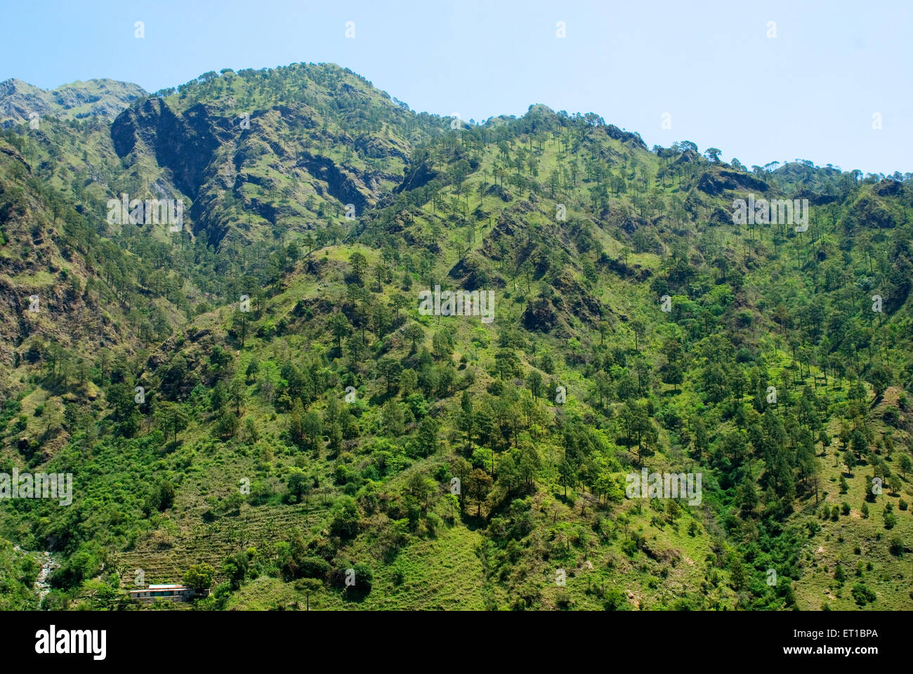 Greenery on a hill Vaishno Devi Jammu and Kashmir India Stock Photo - Alamy