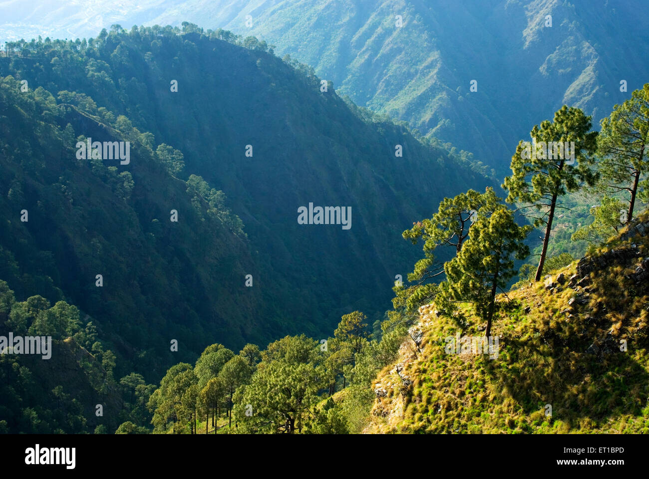 Greenery on a hill Vaishno Devi Jammu and Kashmir India Stock Photo - Alamy