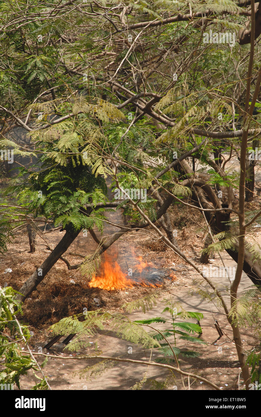 Fire burning dry leaves and wood ; Bombay ; Mumbai ; Maharashtra ...
