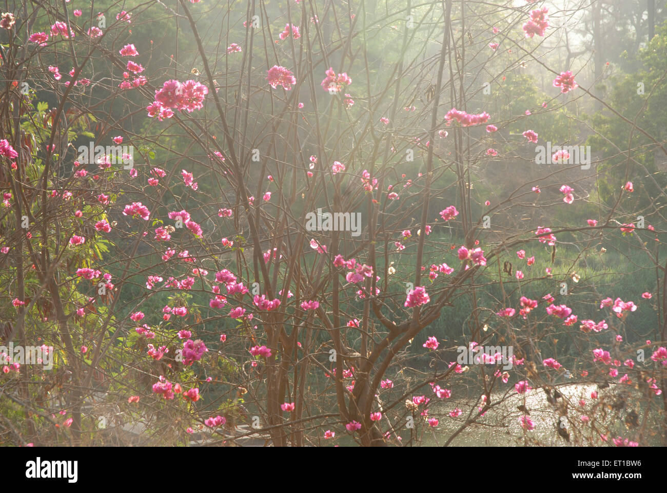 National flower of india hi-res stock photography and images - Alamy