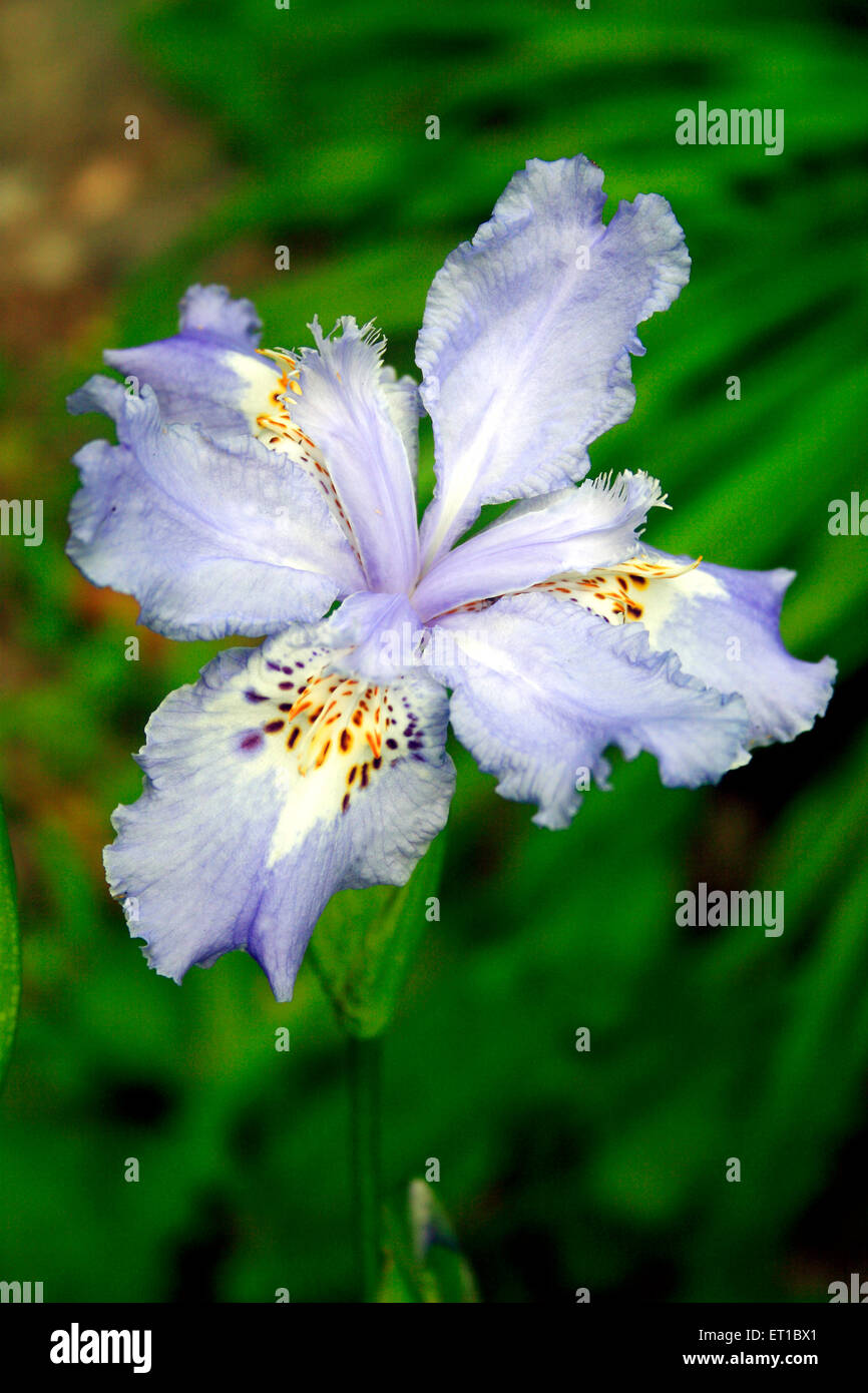 Butterfly flower, Iris Japonica, lavender flower Stock Photo - Alamy
