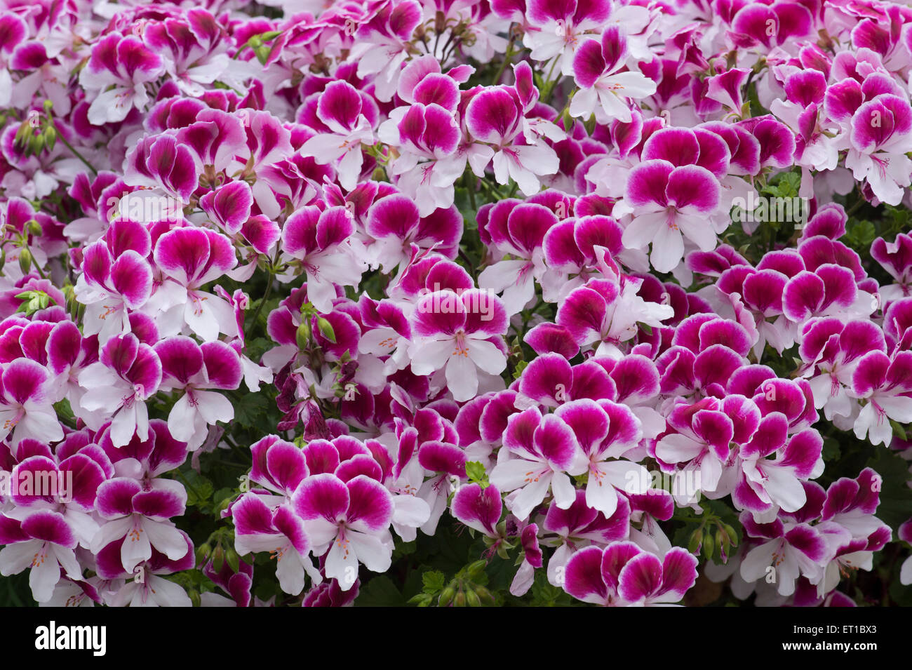 Pelargonium 'lara maid' flowers Stock Photo - Alamy