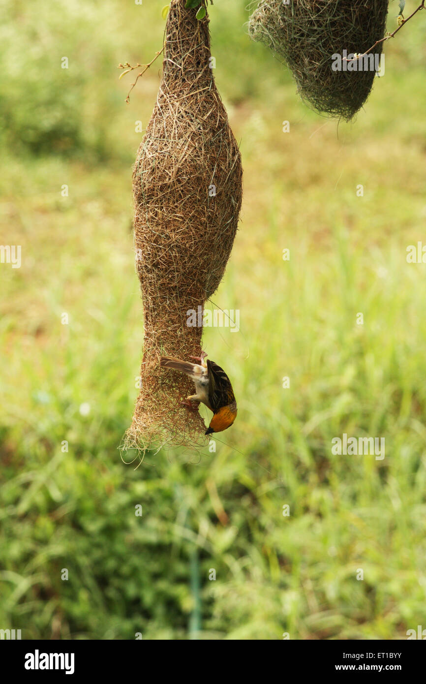 baya weaver bird nest ; weaver ; weaverbird ; weaver finch ; bishop ; Chinchani ; Sangli ...