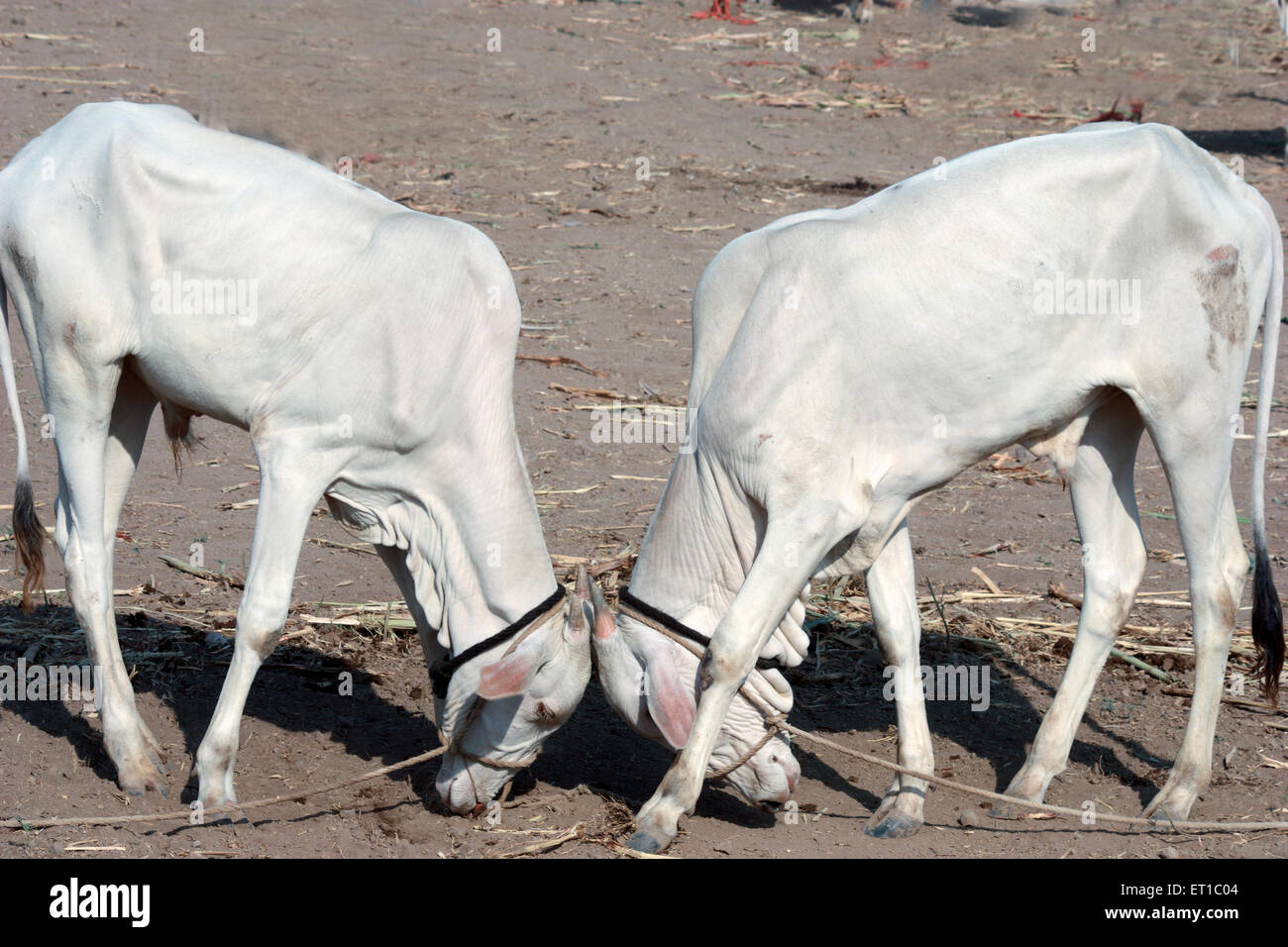 Calf sparring hi-res stock photography and images - Alamy