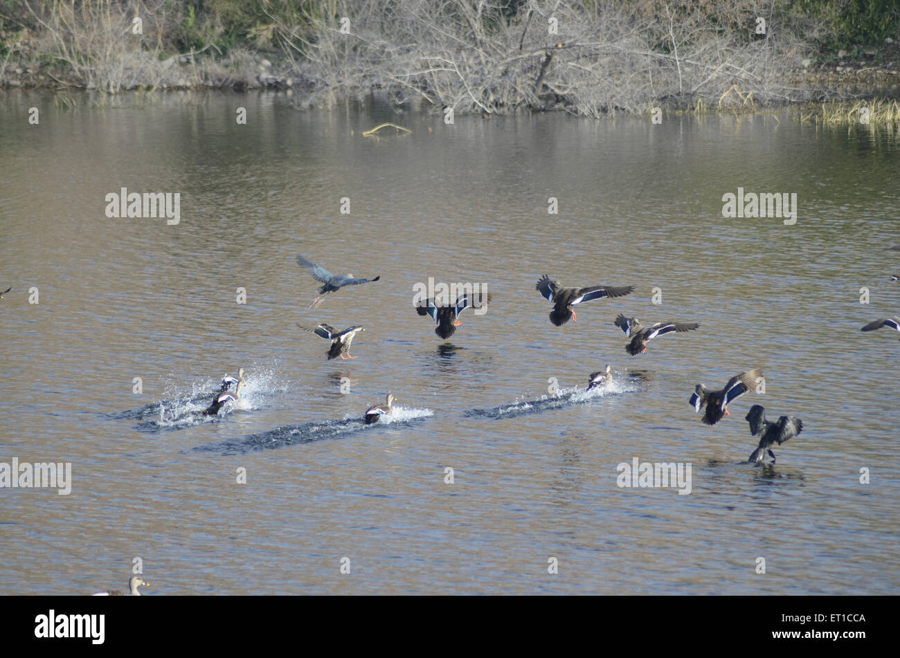 Birds flying over pond at Jodhpur Rajasthan India Stock Photo - Alamy