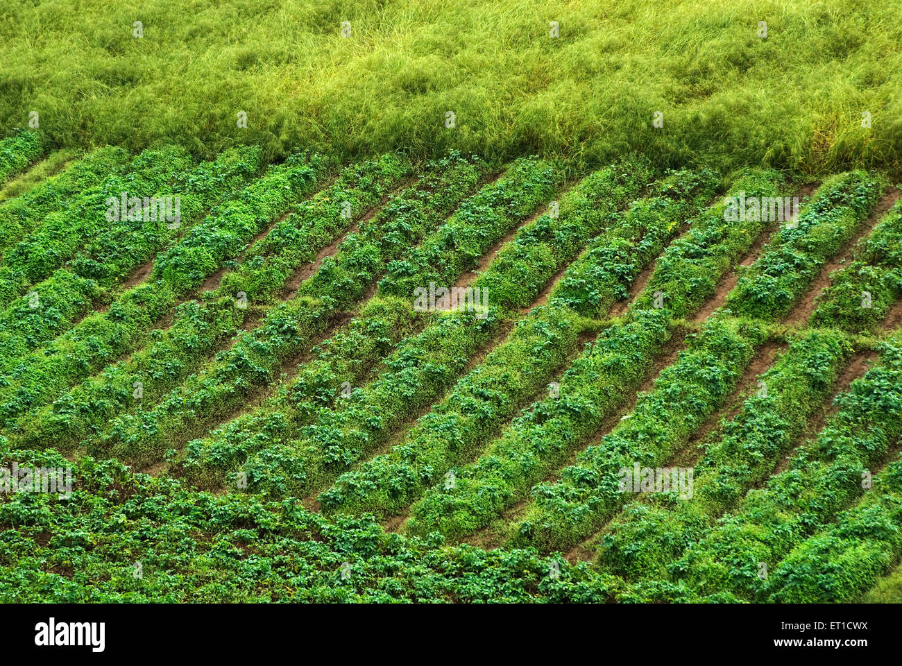 Vegetables fields hi-res stock photography and images - Alamy
