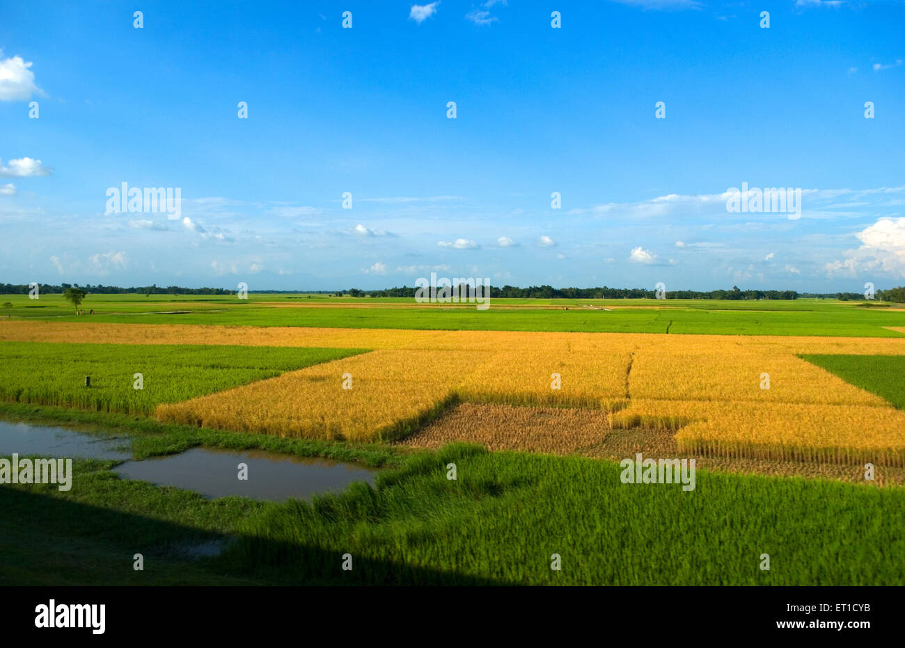 Paddy cultivation india hi-res stock photography and images - Alamy