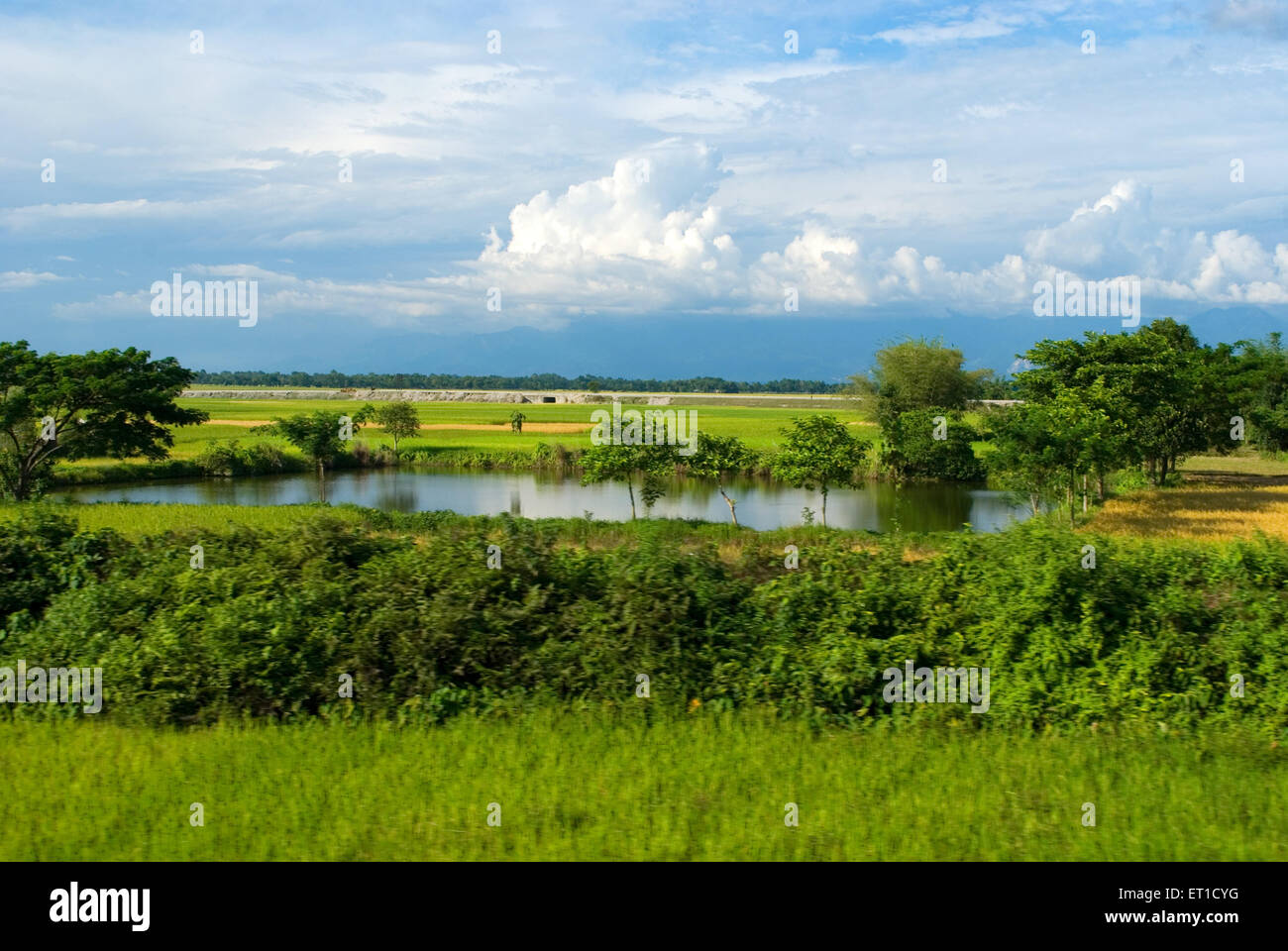 Landscape at New Jalpaiguri West Bengal India Indian landscapes Stock ...