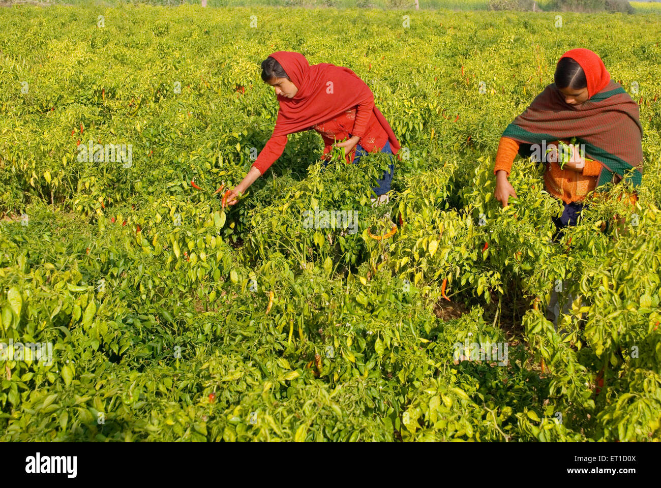 Young girls plucking red chilli in field ; Jodhpur ; Rajasthan ; India ...