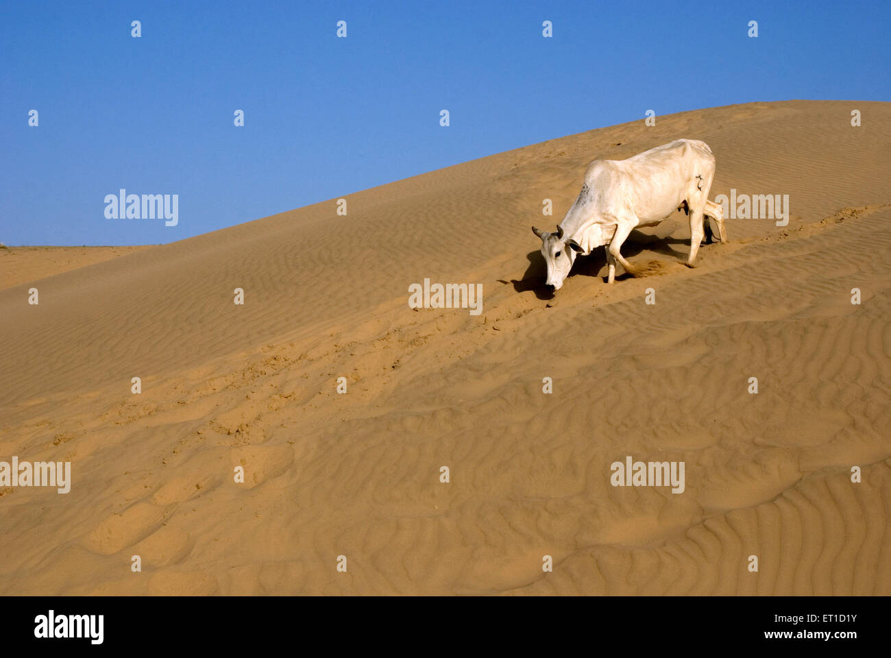 Cow walking on sand dune of khuhri ; Jaisalmer ; Rajasthan ; India ...