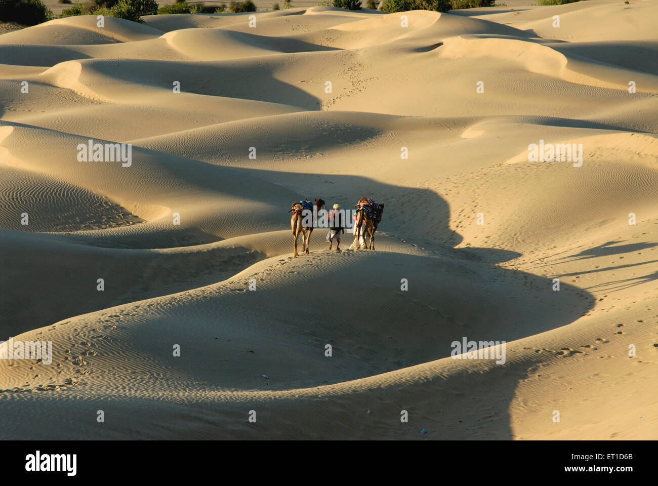 Camels sand dunes hi-res stock photography and images - Alamy