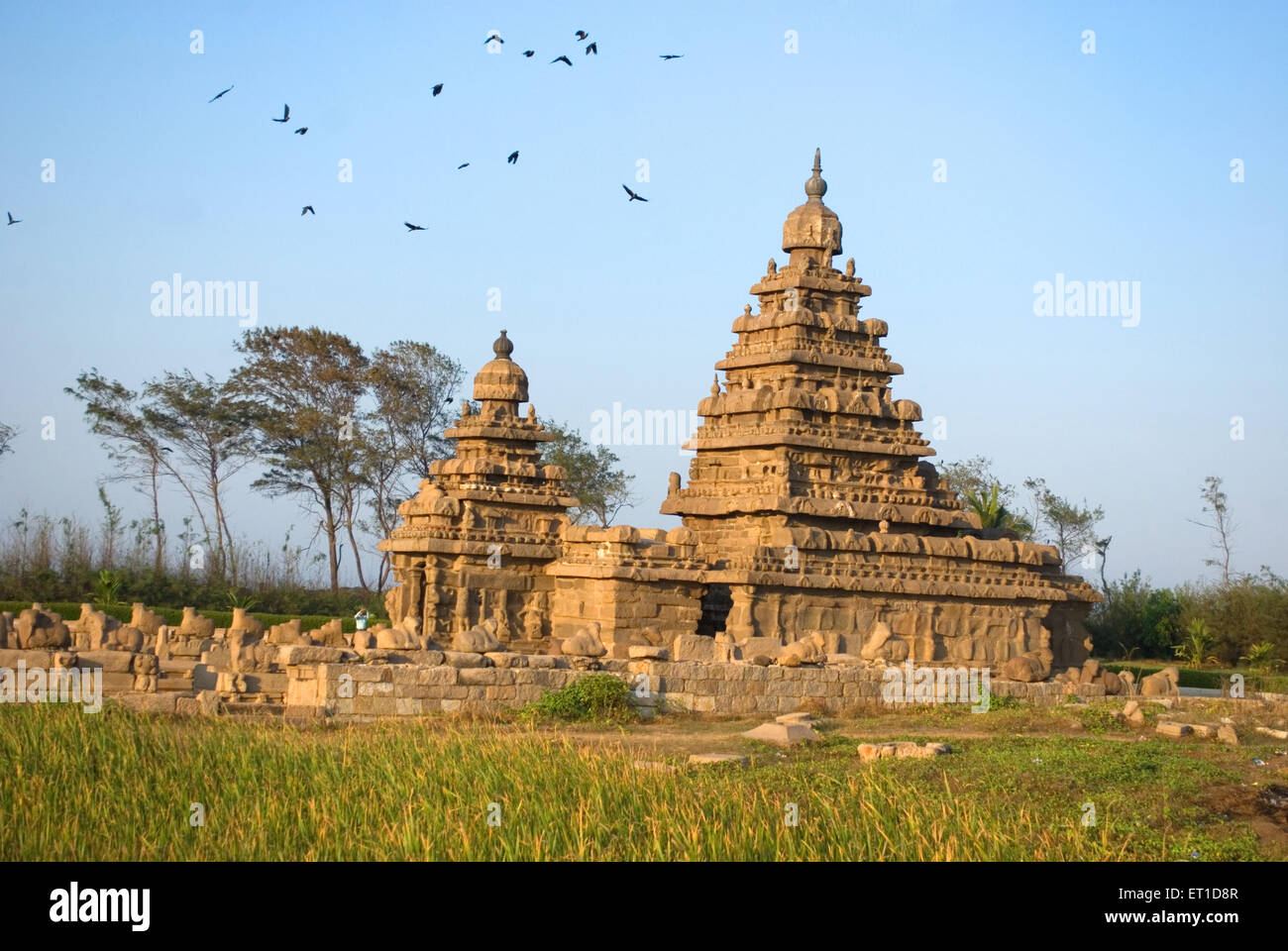 Beach temple at sea beach mahabalipuram ; Chennai ; Tamil nadu ; India ...