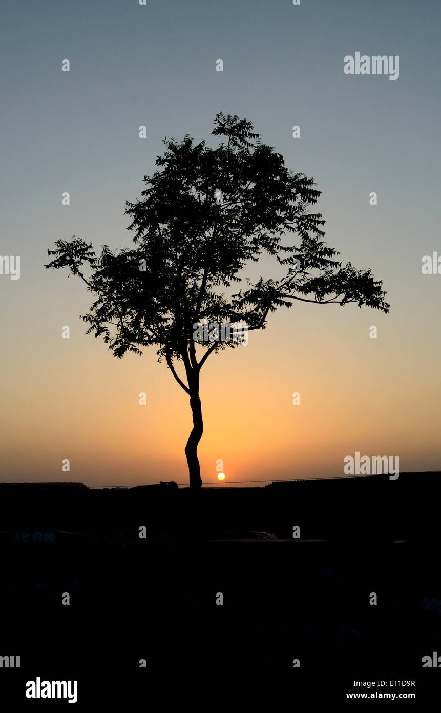 Rajasthan tree india hi-res stock photography and images - Alamy