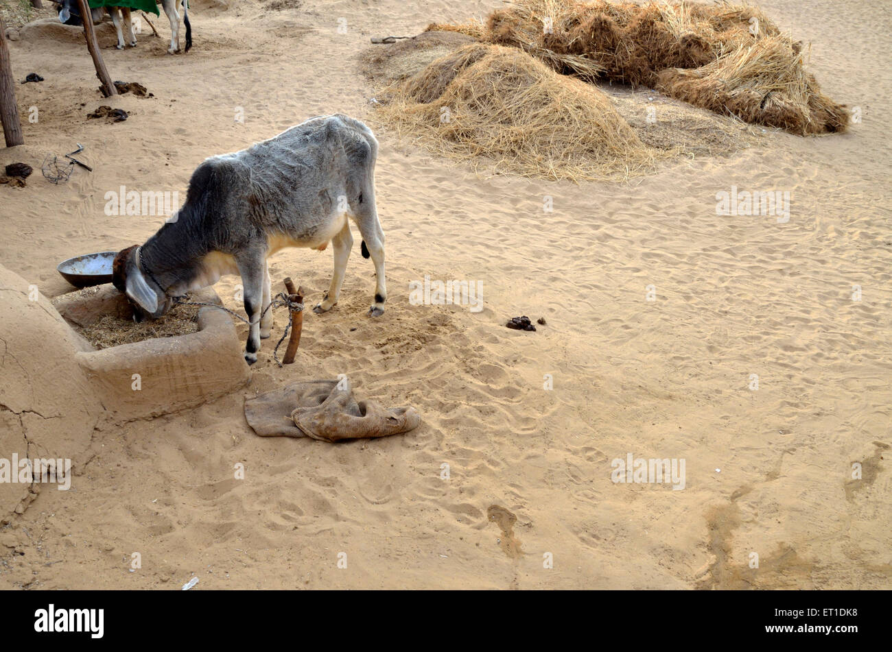Indian cow in house hi-res stock photography and images - Alamy