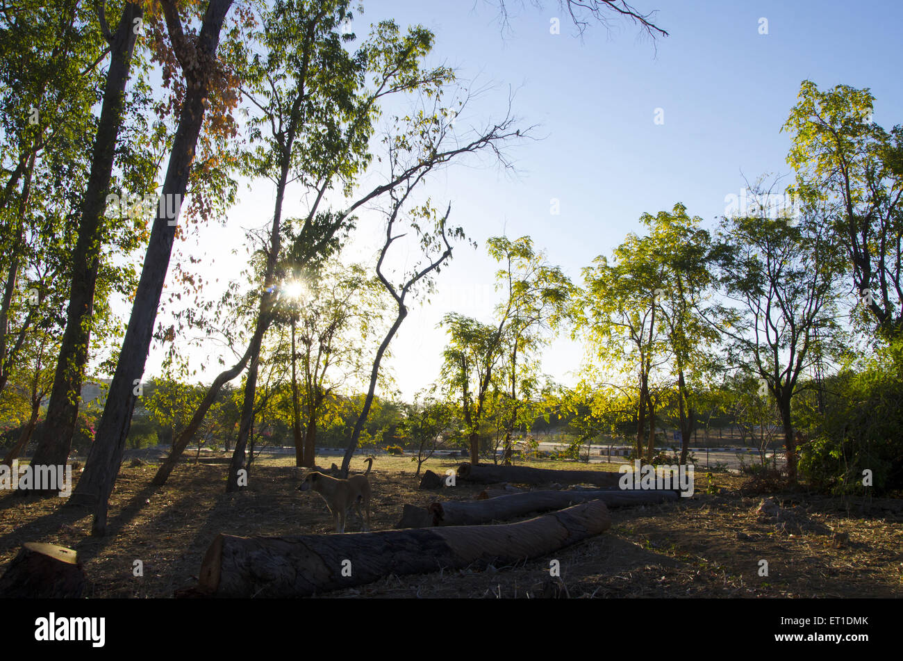 garden trees in campus of MNIT Jaipur at Rajasthan India Stock Photo ...