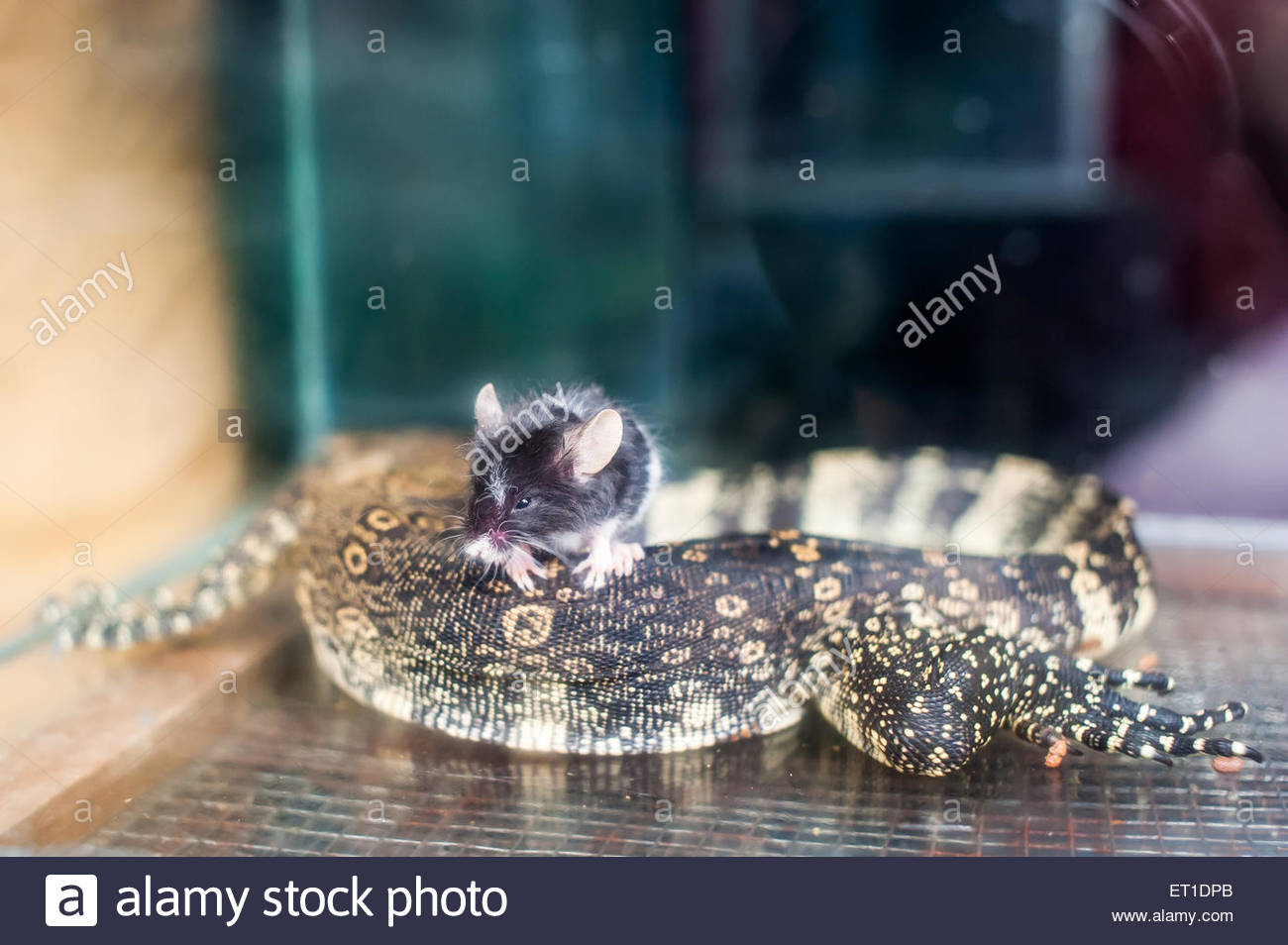 Lizard Eating Stock Photos & Lizard Eating Stock Images - Alamy