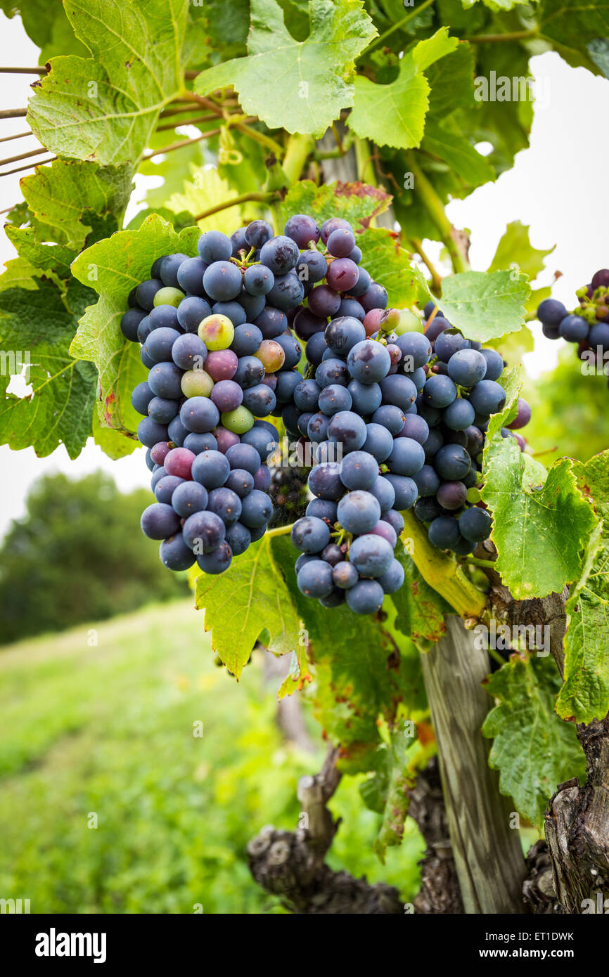 close up of grape crozes hermitage vineyard, Northern Rhone, France ...
