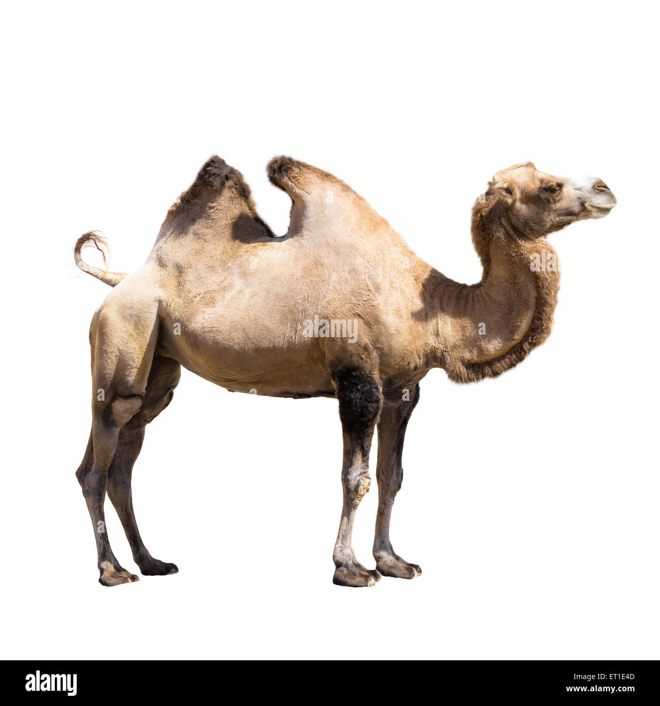 Camel Cut Out Stock Images & Pictures - Alamy