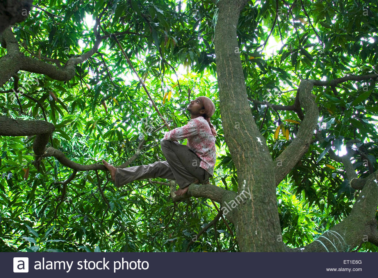 Picking Mango Stock Photos & Picking Mango Stock Images - Alamy