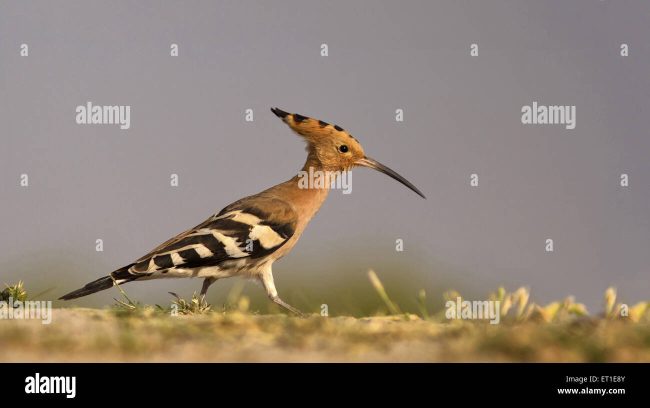 Animals of rajasthan hi-res stock photography and images - Alamy
