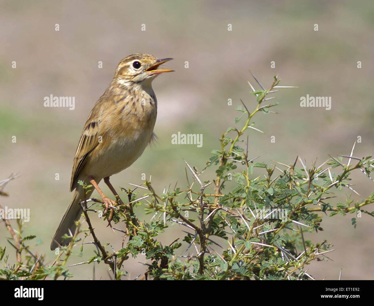 Indian Pipit High Resolution Stock Photography and Images - Alamy