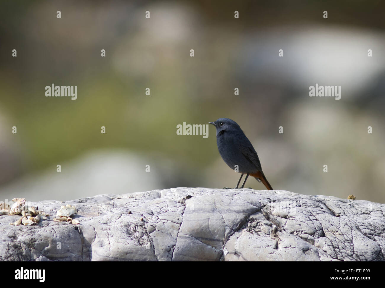 Indian redstart hi-res stock photography and images - Alamy