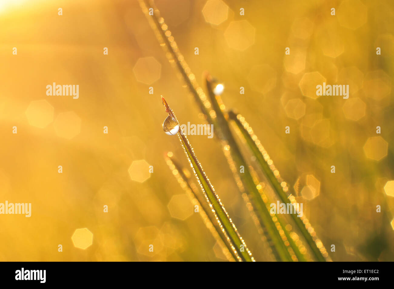 Morning sunrise background hi-res stock photography and images - Alamy