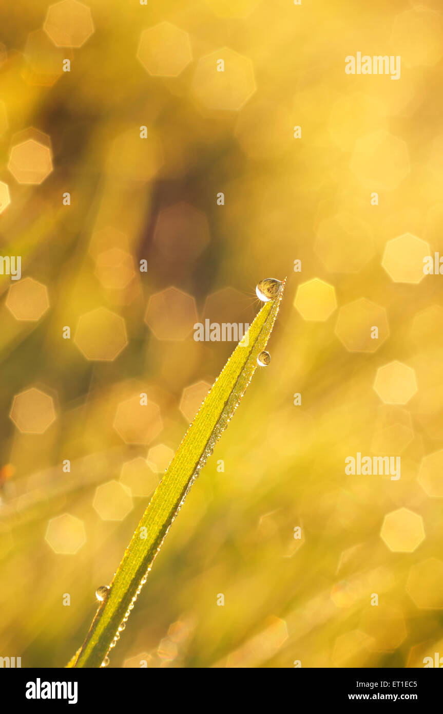 On stem with morning dew hi-res stock photography and images - Alamy
