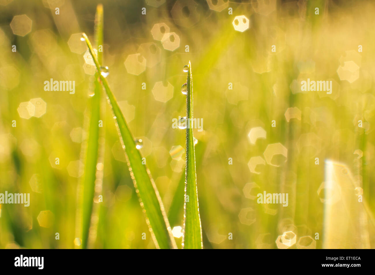 Morning sunrise background hi-res stock photography and images - Alamy