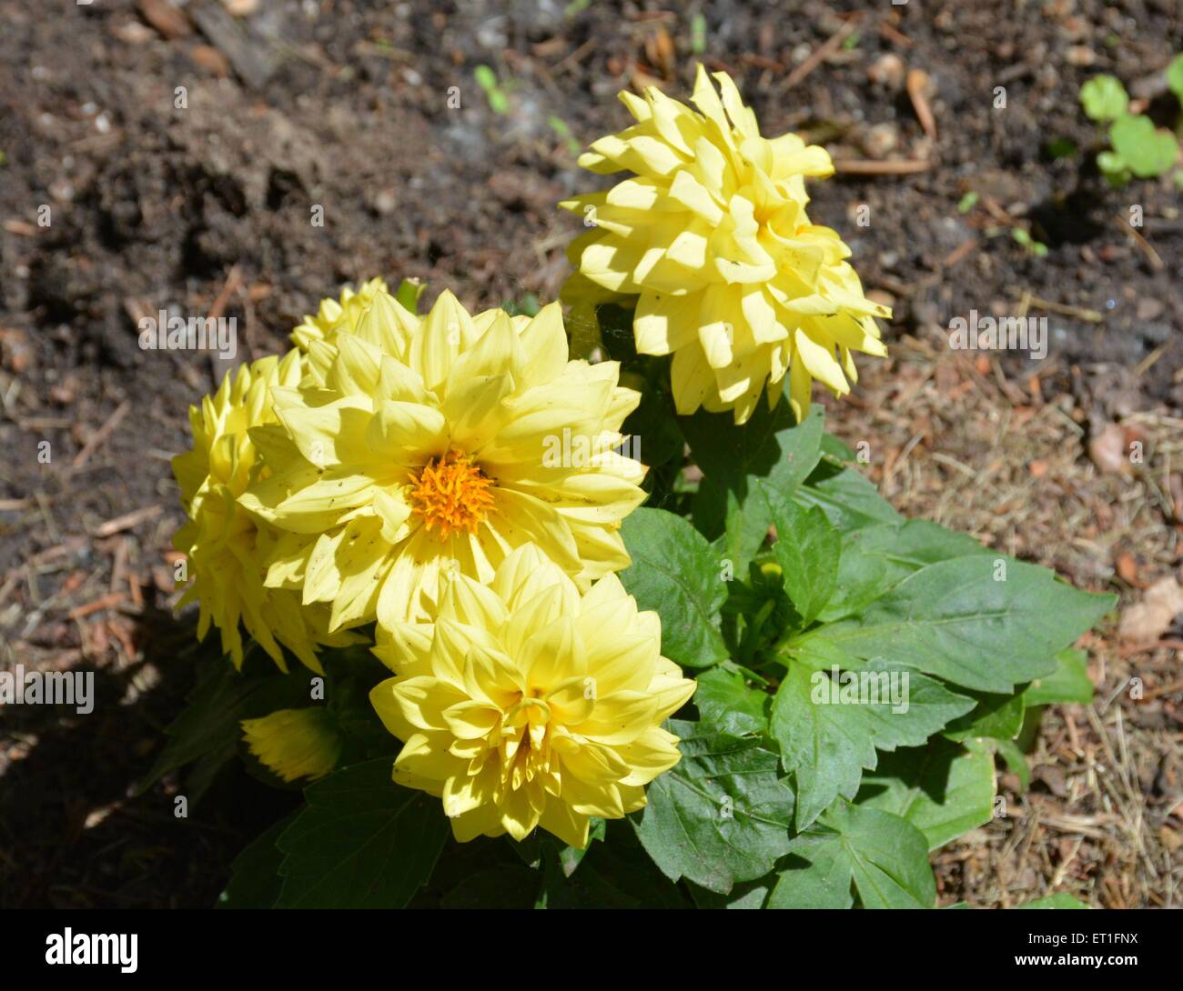 Yellow dahlias hi-res stock photography and images - Alamy