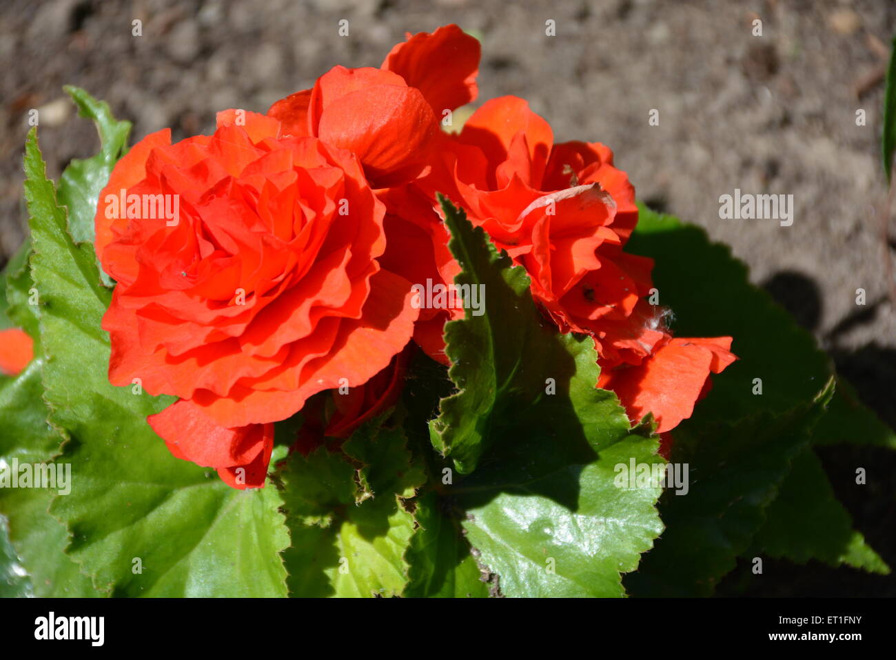 Red Begonia High Resolution Stock Photography and Images - Alamy