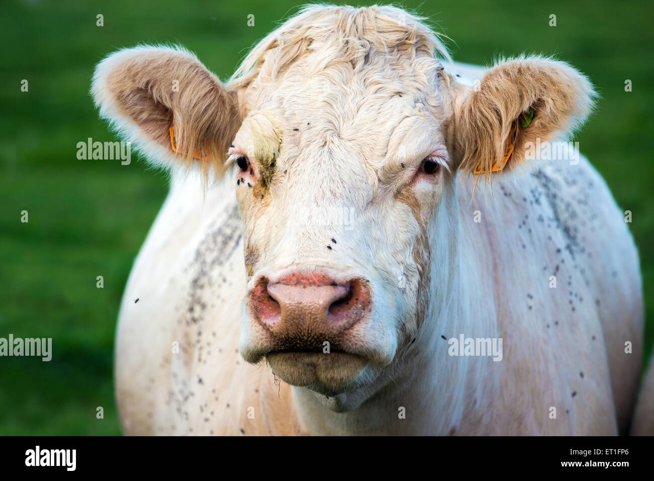 Grazing french Charolais Cattle on the meadow in Burgundy, France ...